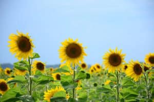 Sunflower growing initiative to celebrate 35 years of Earl Mountbatten ...