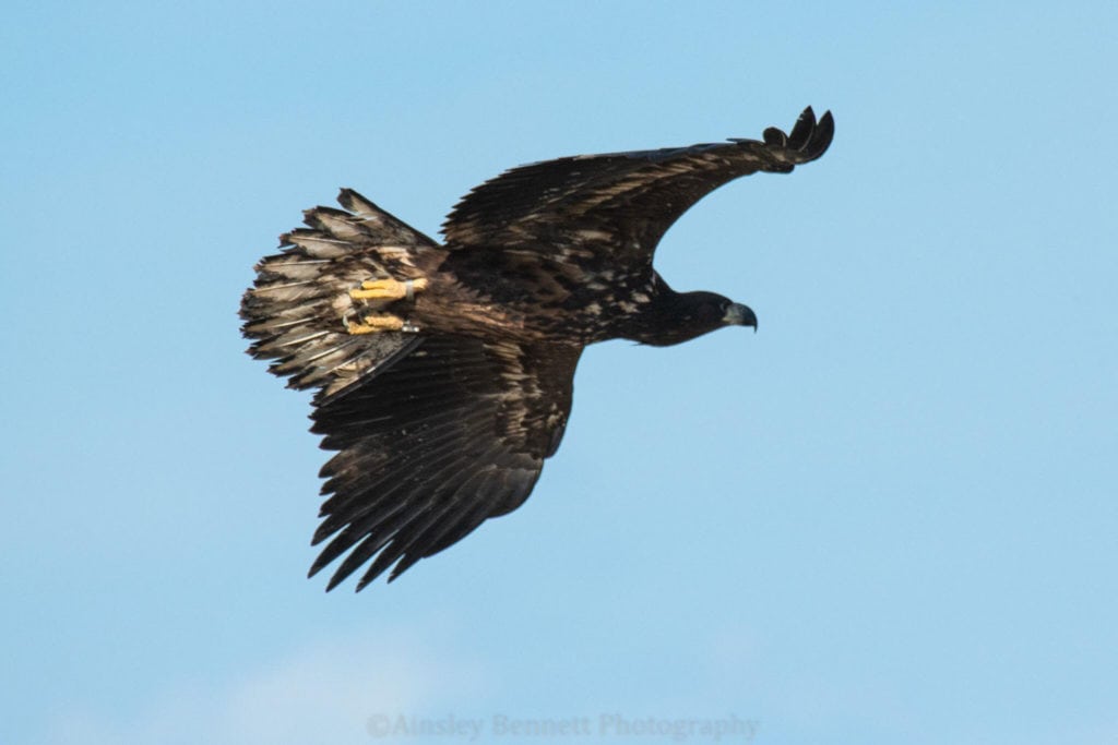 HD Photos: White Tailed Eagles spotted over the Isle of Wight