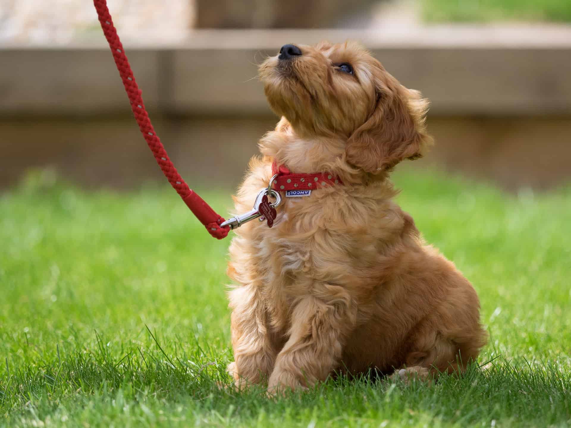 Have Your Say On Proposed Isle Of Wight Dog Control Orders Have Your Say On Proposed Isle Of Wight Dog Control Orders