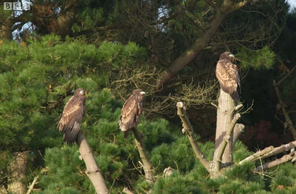 The Isle of Wight's White-tailed Eagles on BBC's Autumnwatch: Catch up