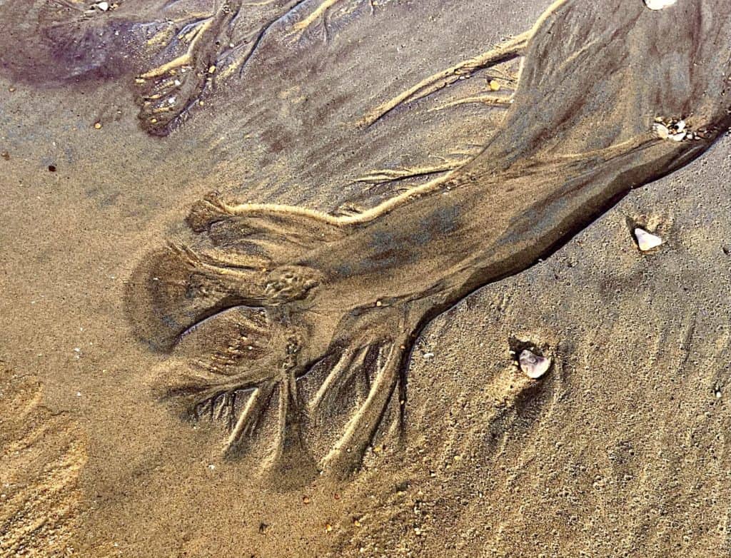 SPLICE: New animated folk tale from Sandown’s Boojum and Snark