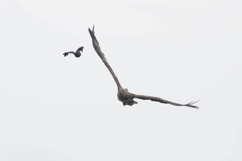 Isle of Wight white-tailed eagle versus a crow (photos), plus two year ...