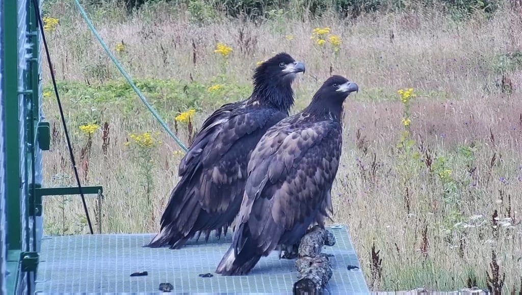 12 more white-tailed eagles have been released on the Isle of Wight