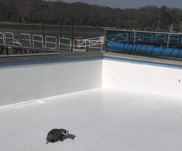 Badger trapped in freshly-painted Ryde swimming pool given helping hand ...
