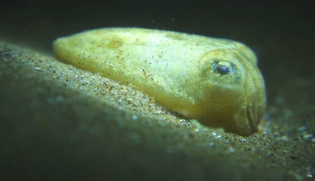 Rare sighting of elegant cuttlefish captured on video by Isle of Wight ...