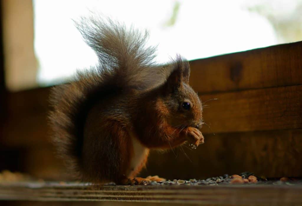 Red Squirrels on the Isle of Wight: New book by conservationist charts ...