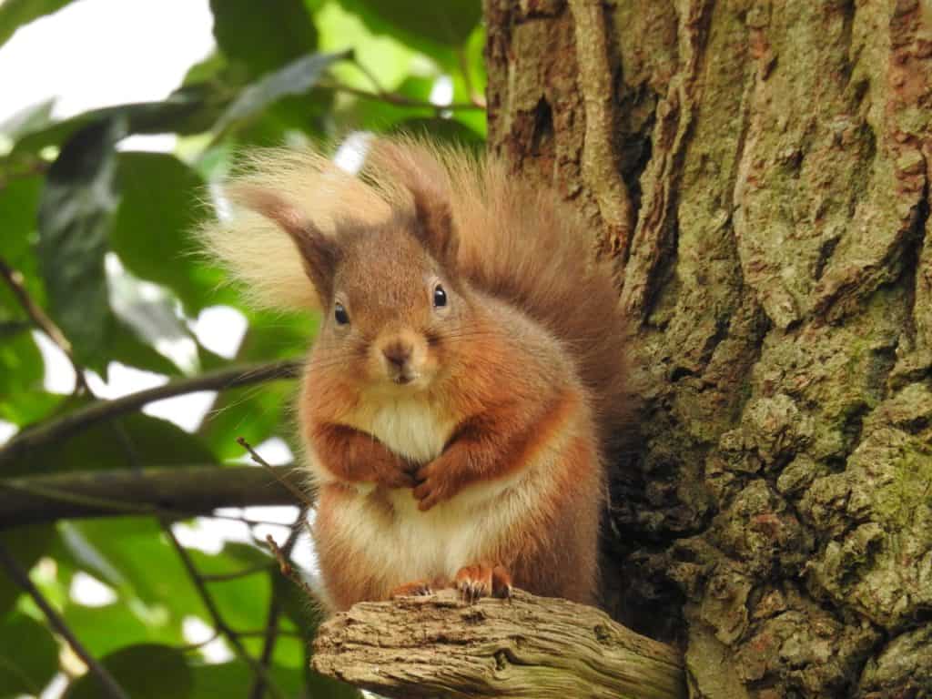 Celebrate Red Squirrel Awareness Day by joining the Wight Squirrel ...