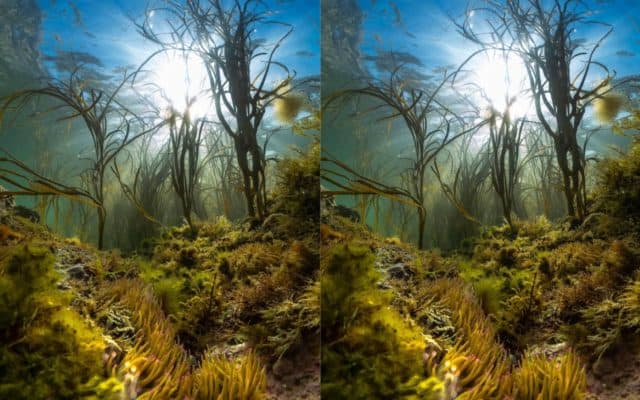 Isle of Wight marine photographer wins Most Promising British ...