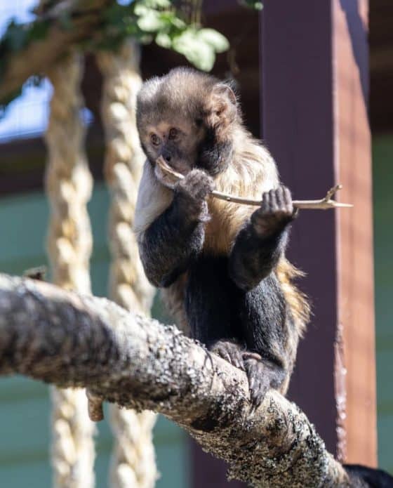 Isle of Wight's Monkey Haven provides new home for critically ...