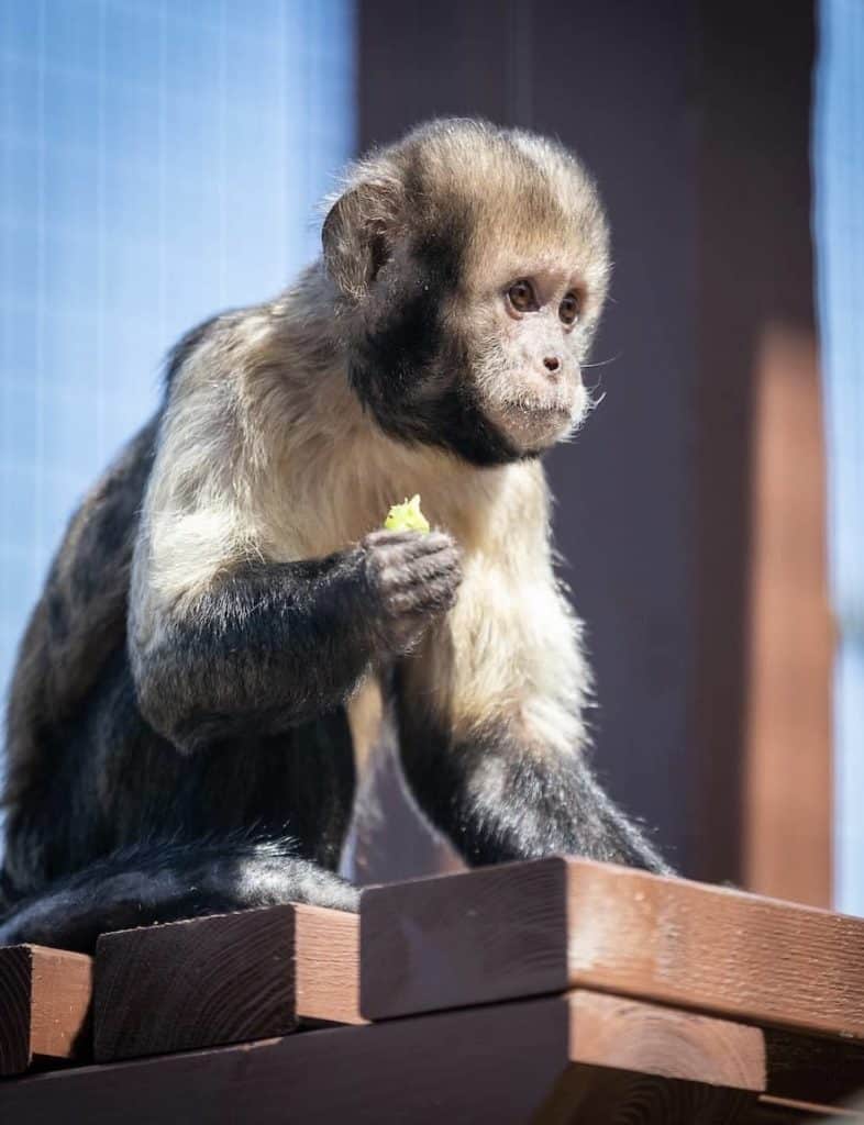 Isle of Wight's Monkey Haven provides new home for critically ...