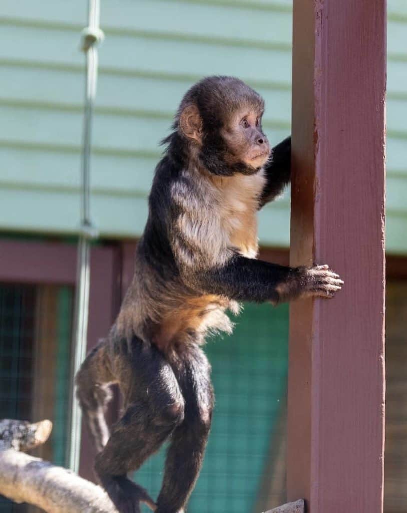 Isle of Wight's Monkey Haven provides new home for critically ...