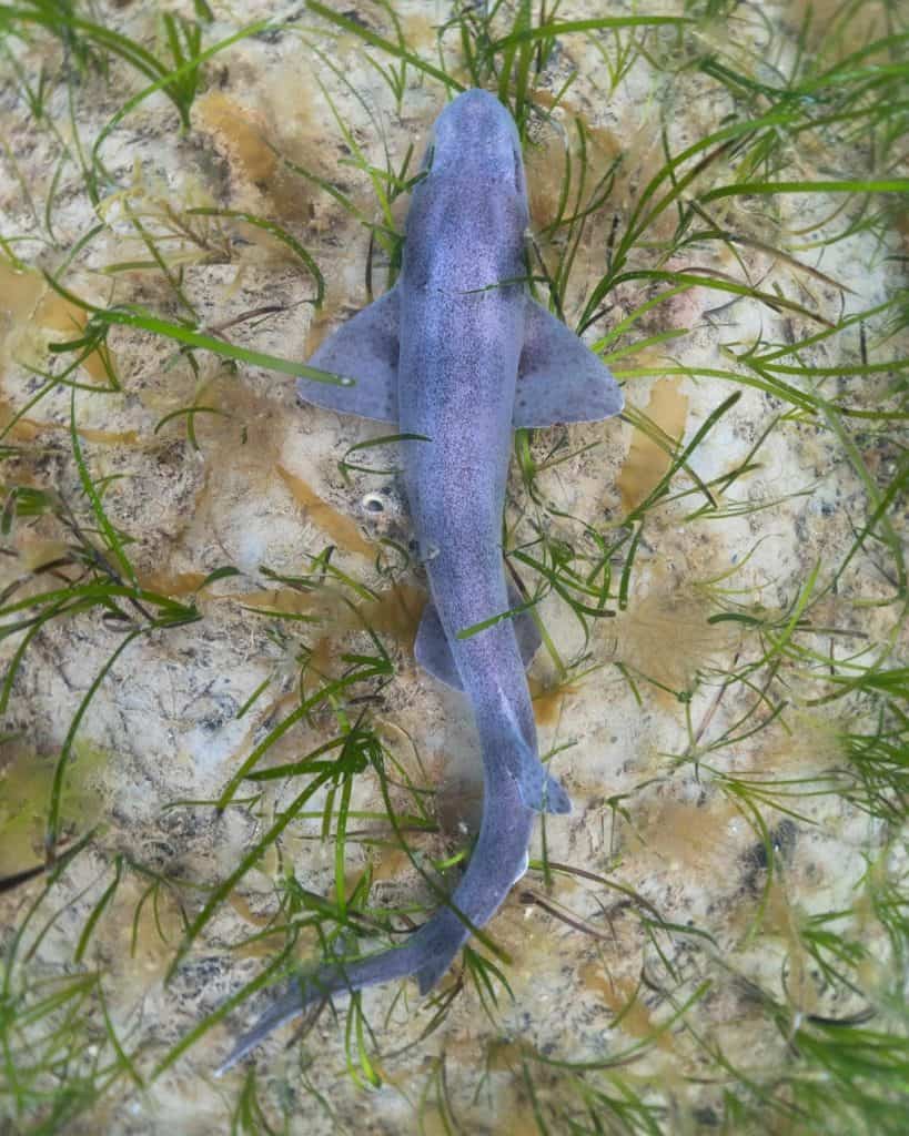 Intriguing encounter with an elusive lesser spotted catshark: Theo ...