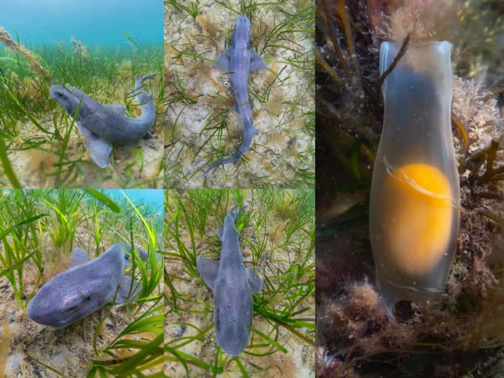 Intriguing encounter with an elusive lesser spotted catshark: Theo ...