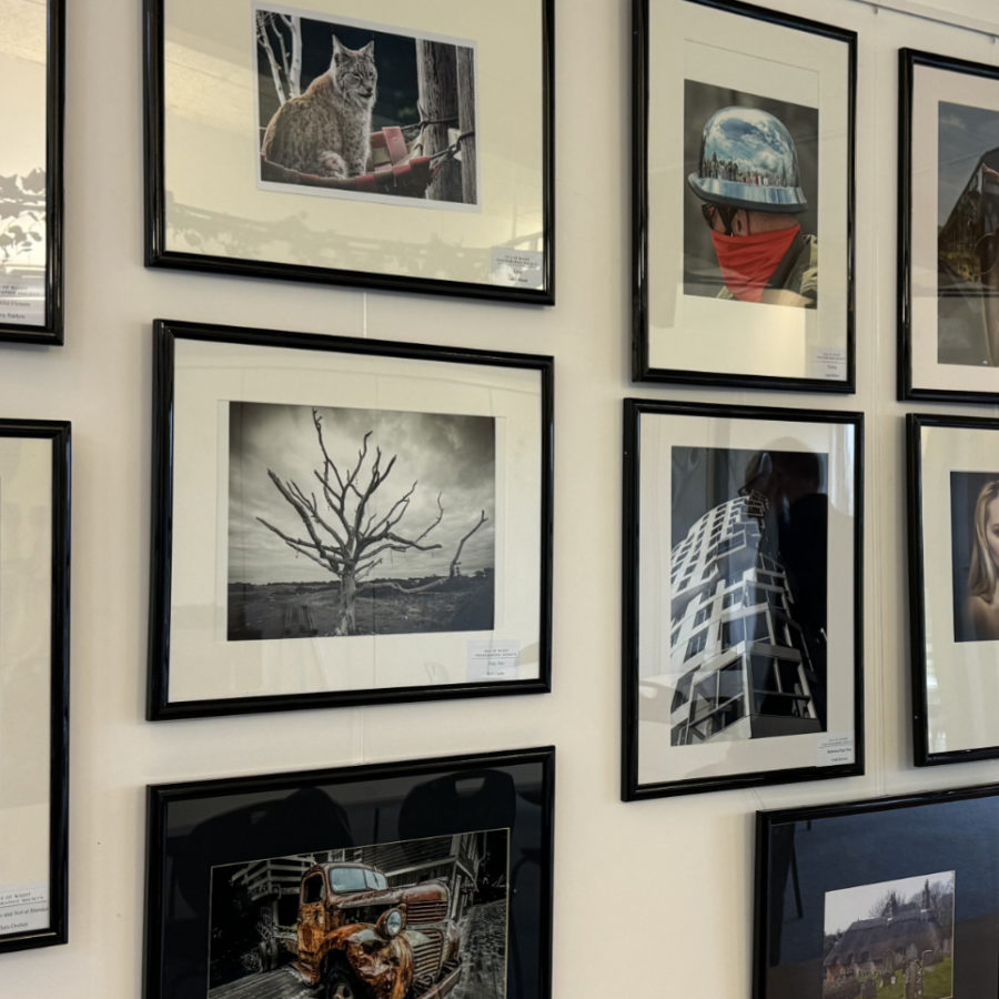 Watch: The Ghost Trees of Gore Cliff - Haunting beauty of the Niton and ...