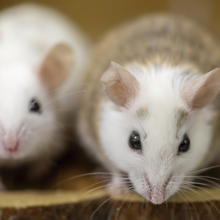 Joe Lester, Island Potter 1912-2010