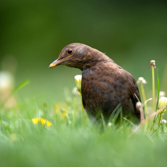 40 extra crossings as Red Funnel announced new Red Jet timetable