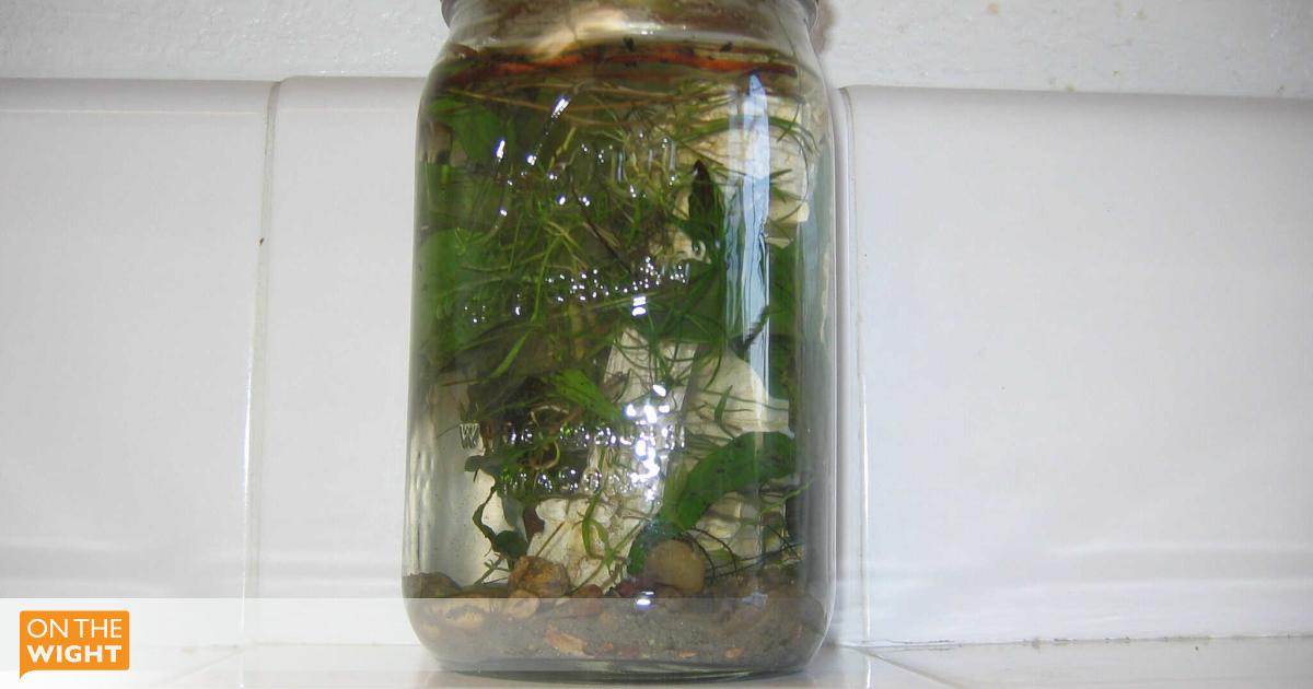 Create your own mini ecosystem at Biosphere in a Jar event: Isle of ...