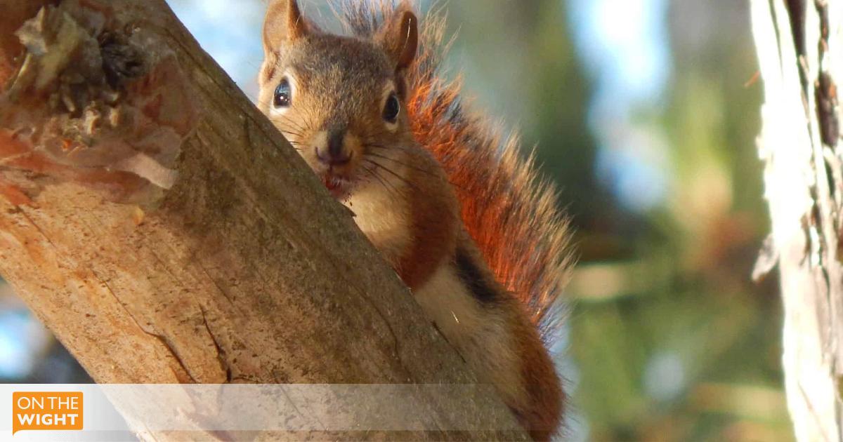 Wight Squirrel Project gains support in fight against red squirrel ...