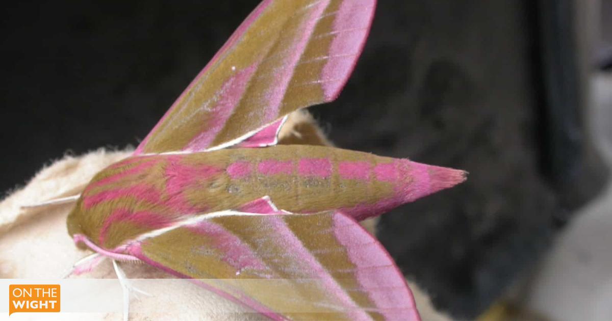 Discover the secret world of moths: Isle of Wight Biosphere Festival ...