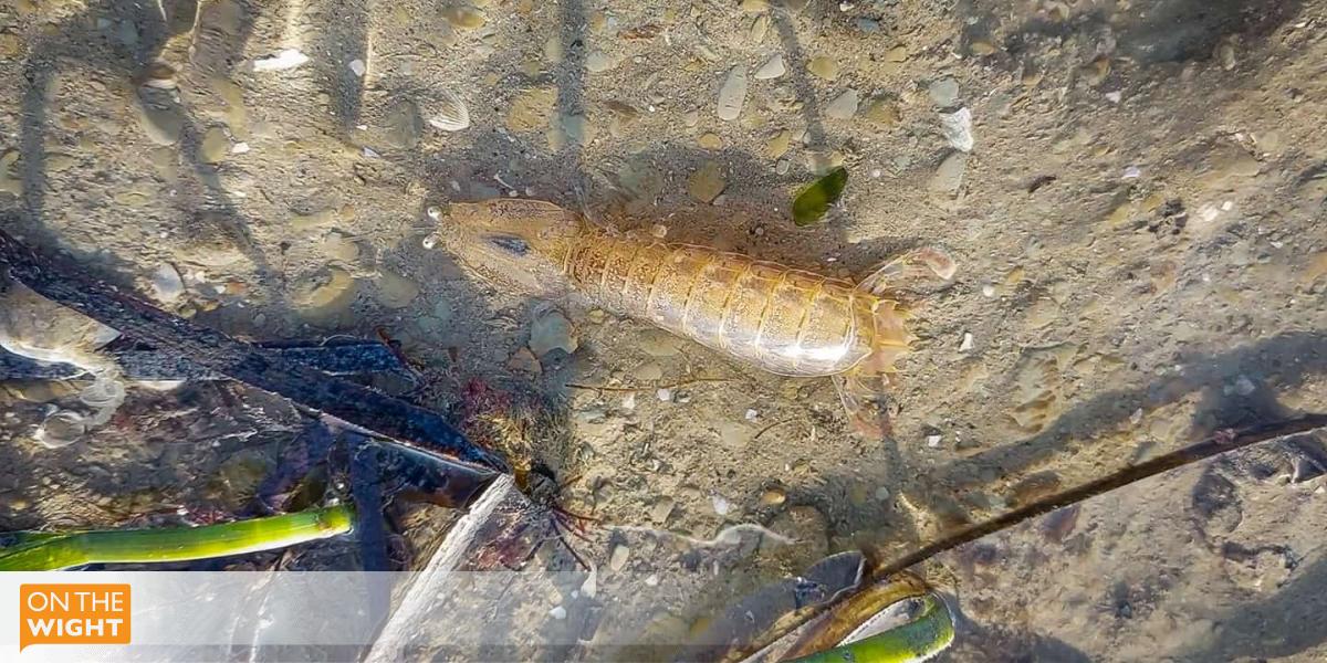 Rare mantis shrimp sighting in Isle of Wight waters captured on video ...