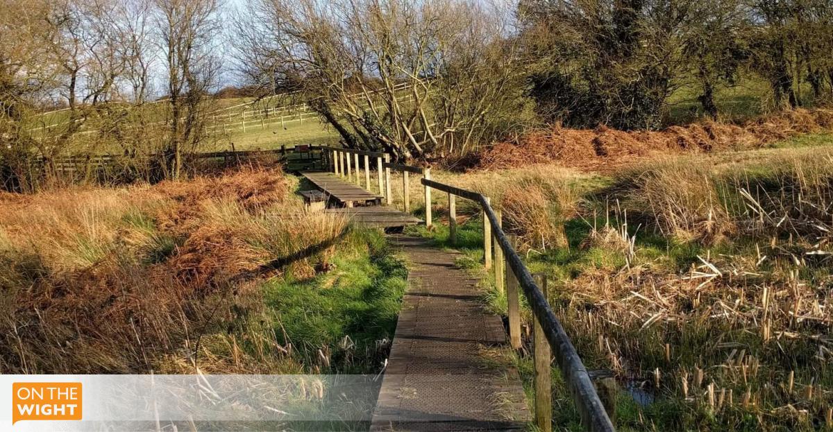 Celebrate Munsley Bog's wildlife with Godshill Matters: Isle of Wight ...