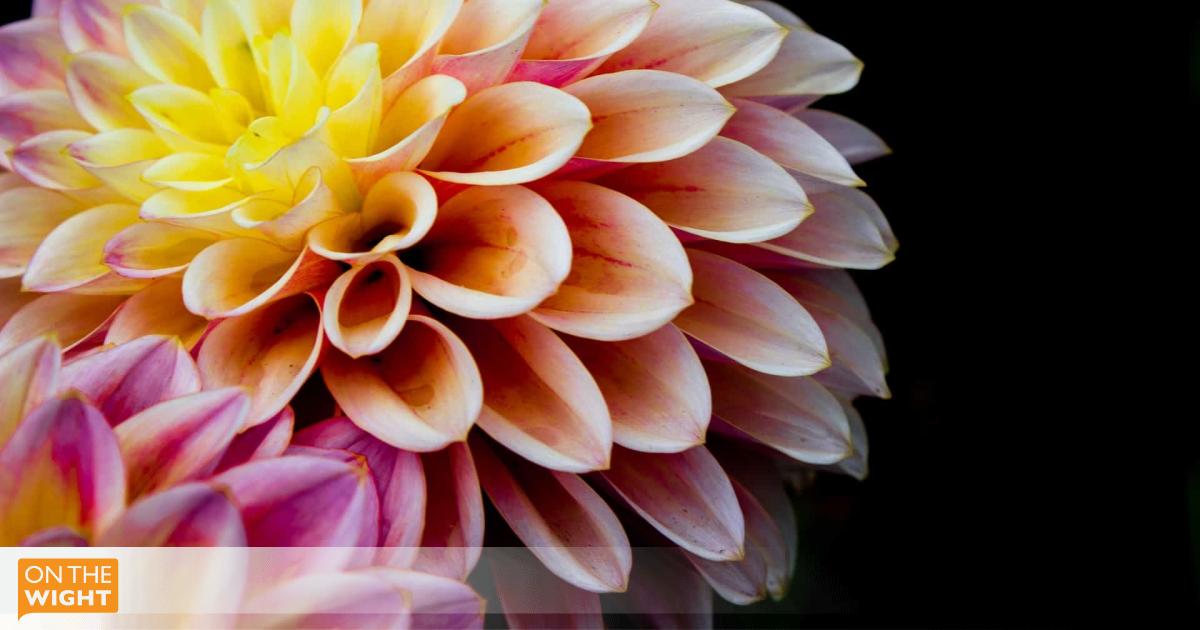 Body found in search for missing Freshwater man, Alan Souter