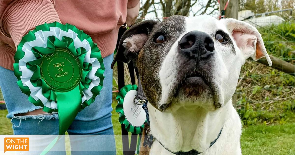 Isle of Wight's Ability Dogs charity hosts successful Fun Dog Show ...