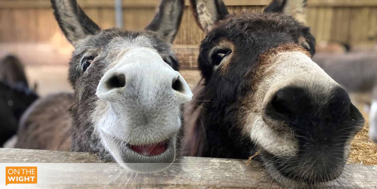 Isle of Wight Donkey Sanctuary moves to a new five-day-week to enhance ...
