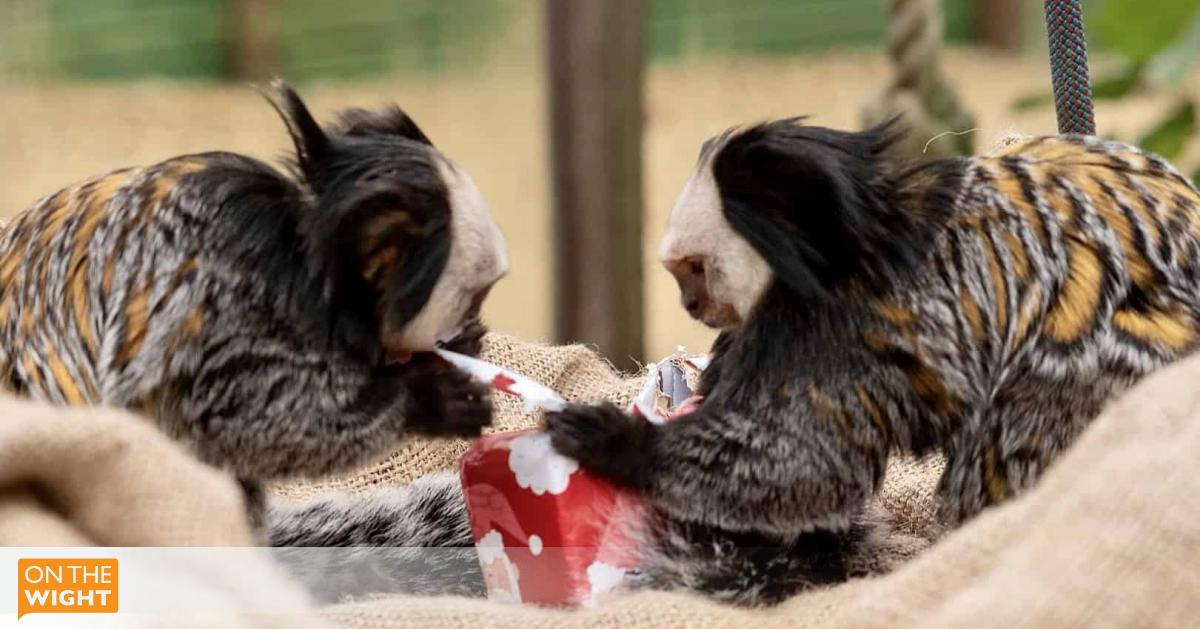 Monkey Haven's primates celebrate Christmas with gifts and festive ...