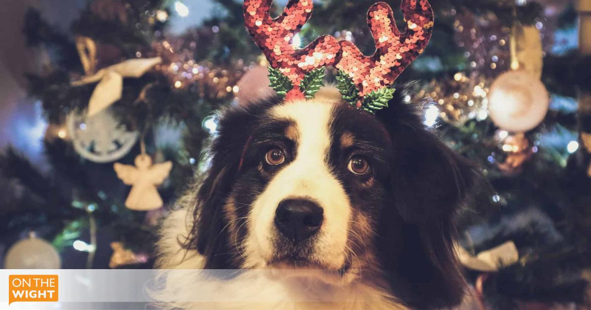 Isle of Wight vintage grotto welcomes 'Santa Paws' for a festive dog ...