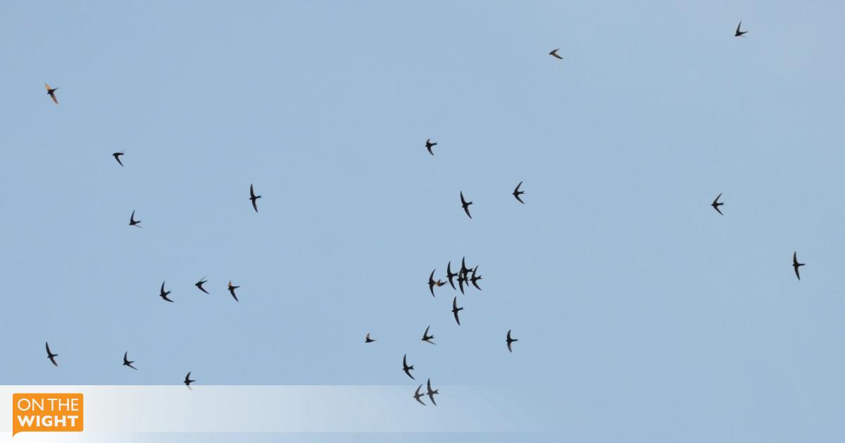 National Swift Awareness Week: How to help protect the declining ...