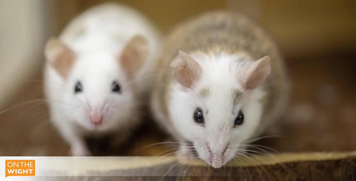 RSPCA encourages kindness towards rats this World Rat Day