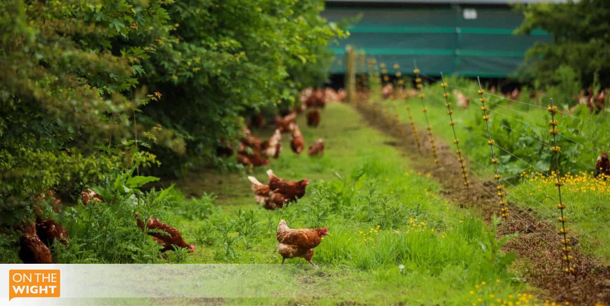 RSPCA welcomes UK government's new trade strategy focusing on animal ...