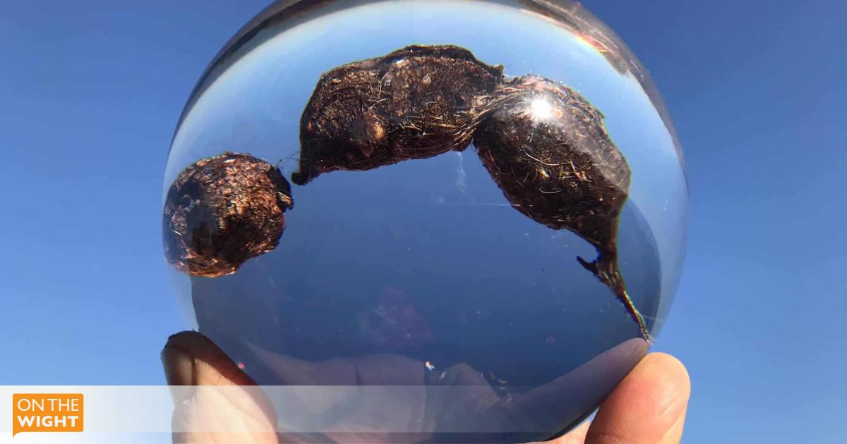 Isle of Wight's unique National Poo Museum prepares for tenth ...